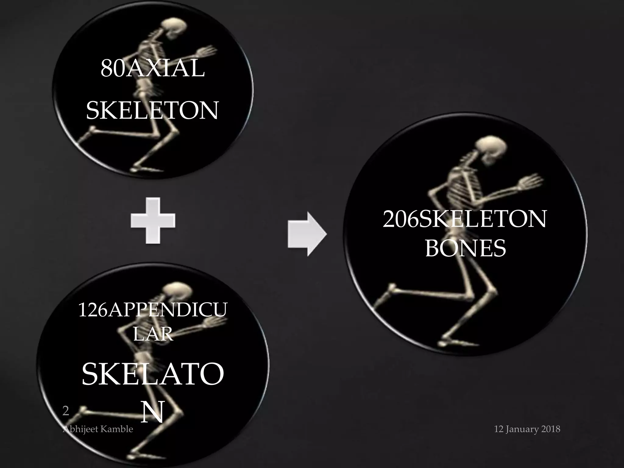 HUMAN ANATOMY SKELETON | PPT