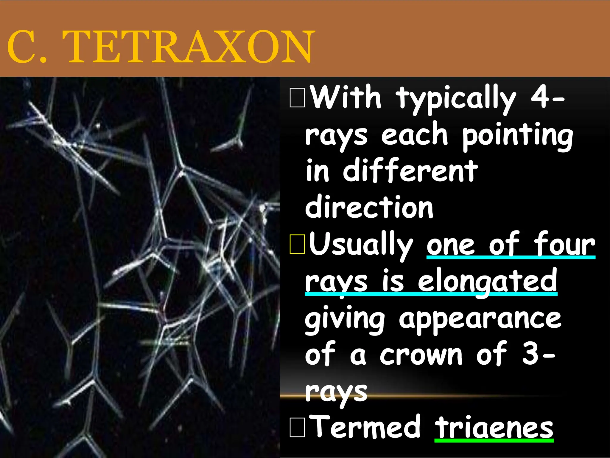 Skeleton in sponges by Shazia Naaz M.Sc. I year.pptx
