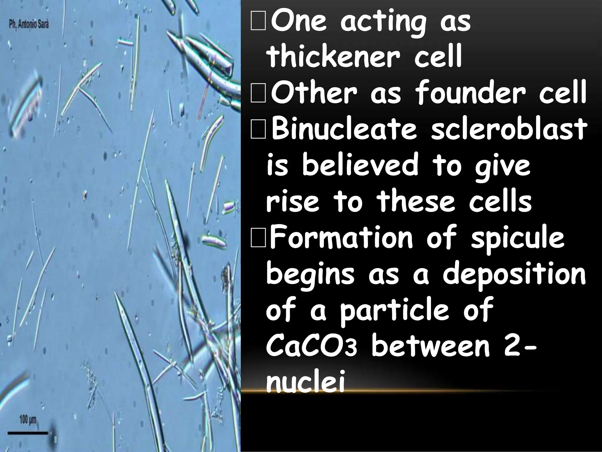 Skeleton in sponges by Shazia Naaz M.Sc. I year.pptx