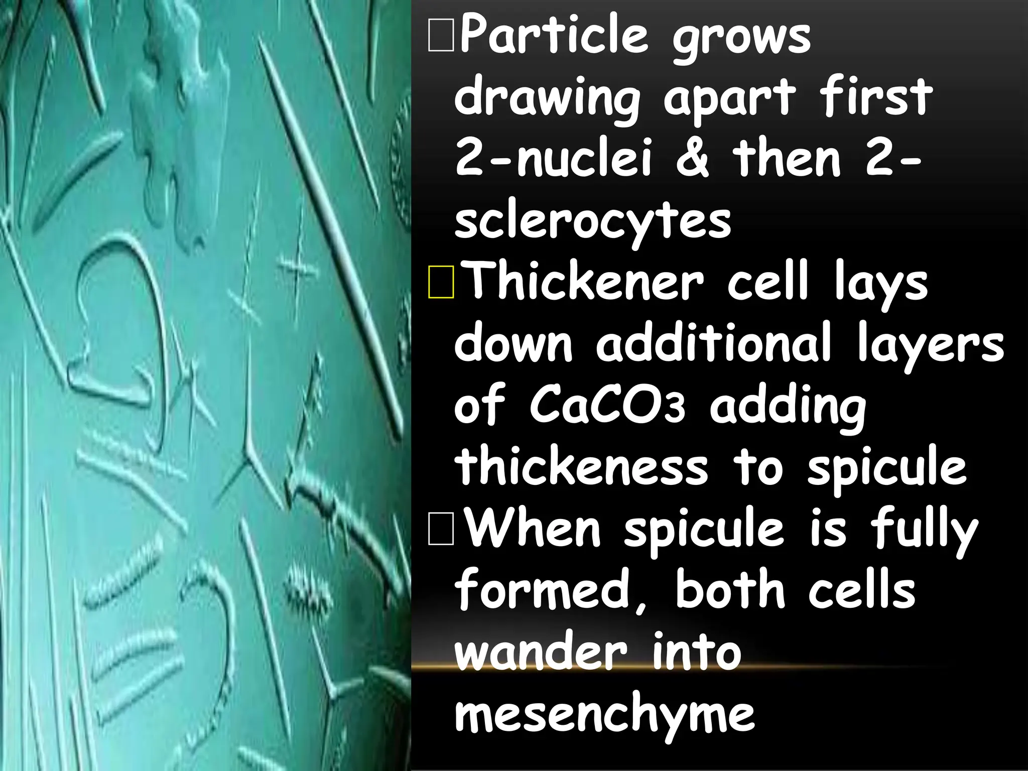 Skeleton in sponges by Shazia Naaz M.Sc. I year.pptx