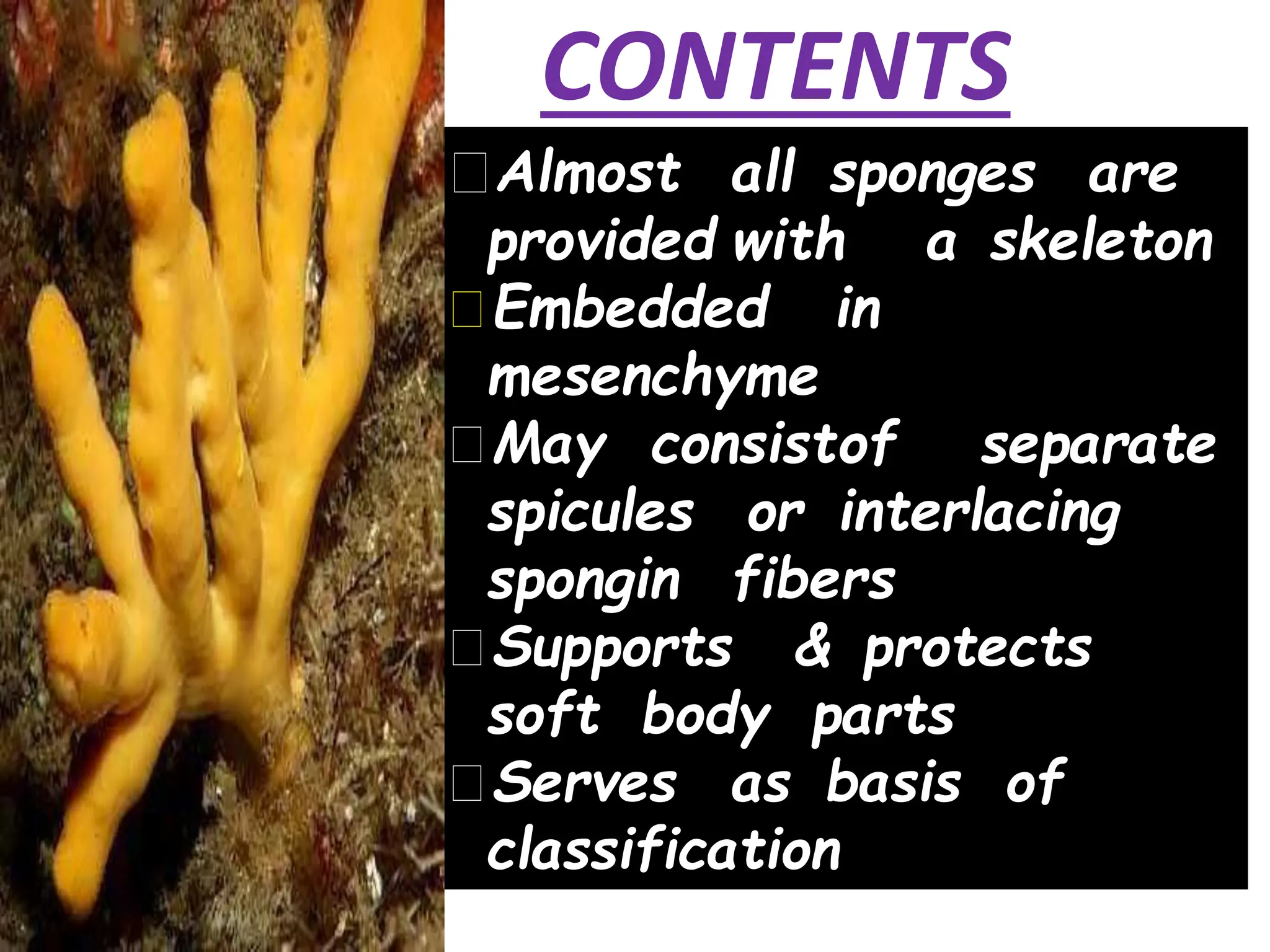 Skeleton in sponges by Shazia Naaz M.Sc. I year.pptx
