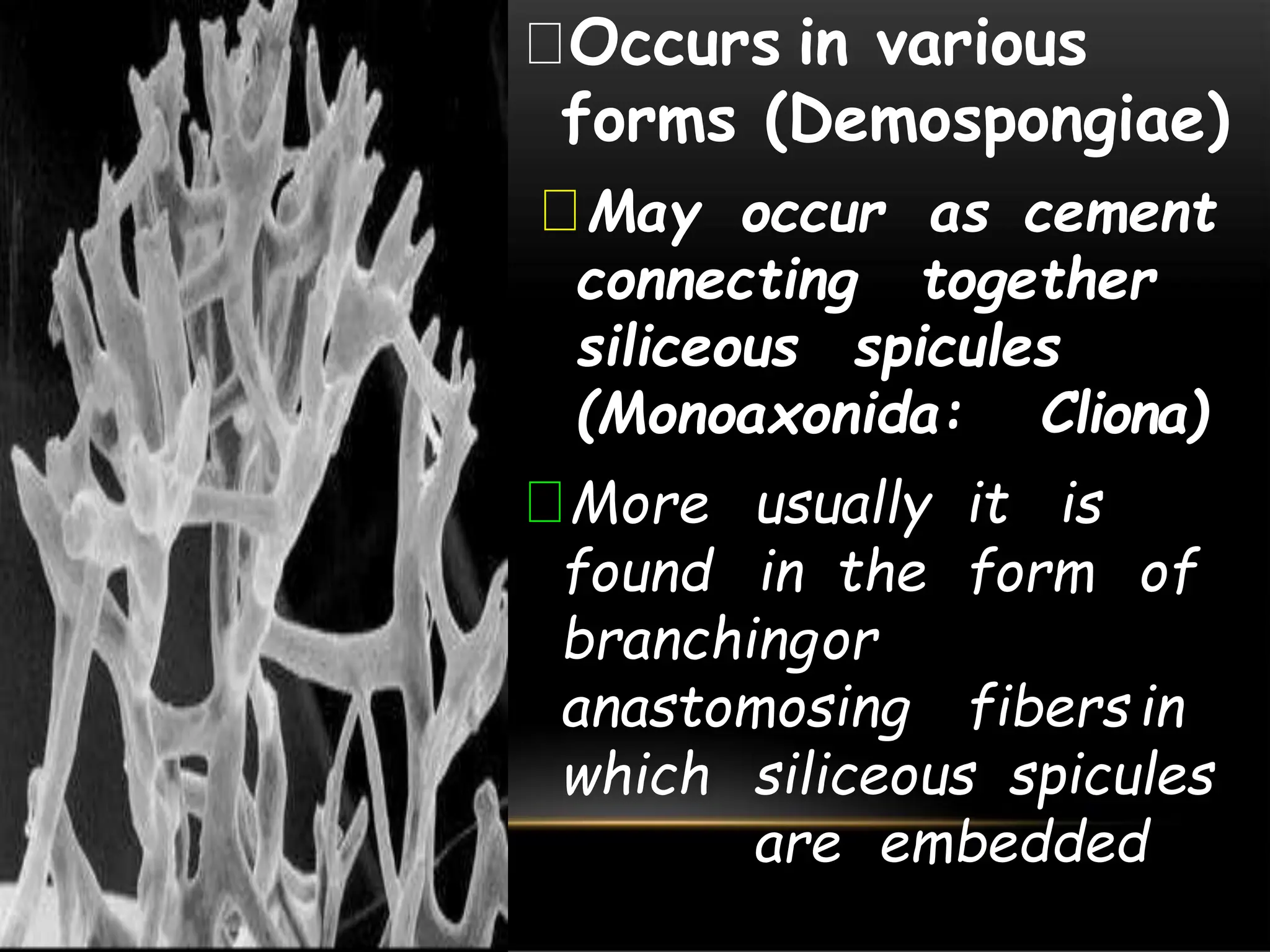 Skeleton in sponges by Shazia Naaz M.Sc. I year.pptx