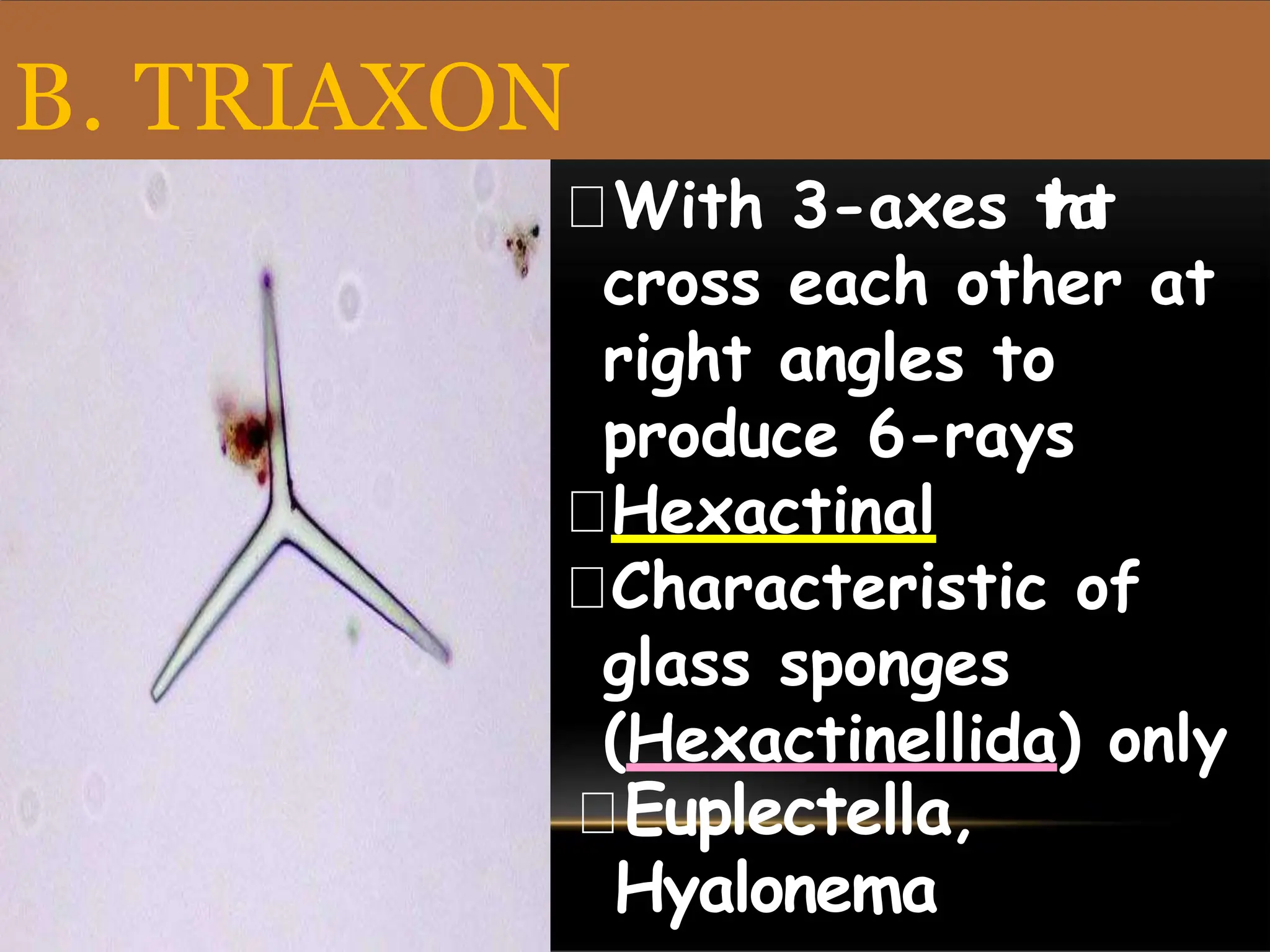 Skeleton in sponges by Shazia Naaz M.Sc. I year.pptx