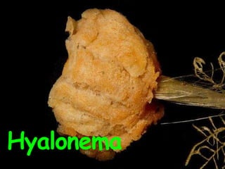 Skeleton in sponges by Shazia Naaz M.Sc. I year.pptx