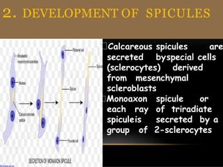 Skeleton in sponges by Shazia Naaz M.Sc. I year.pptx