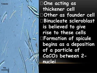 Skeleton in sponges by Shazia Naaz M.Sc. I year.pptx