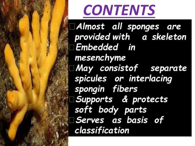Skeleton in sponges by Shazia Naaz M.Sc. I year.pptx