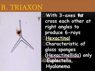 Skeleton in sponges by Shazia Naaz M.Sc. I year.pptx