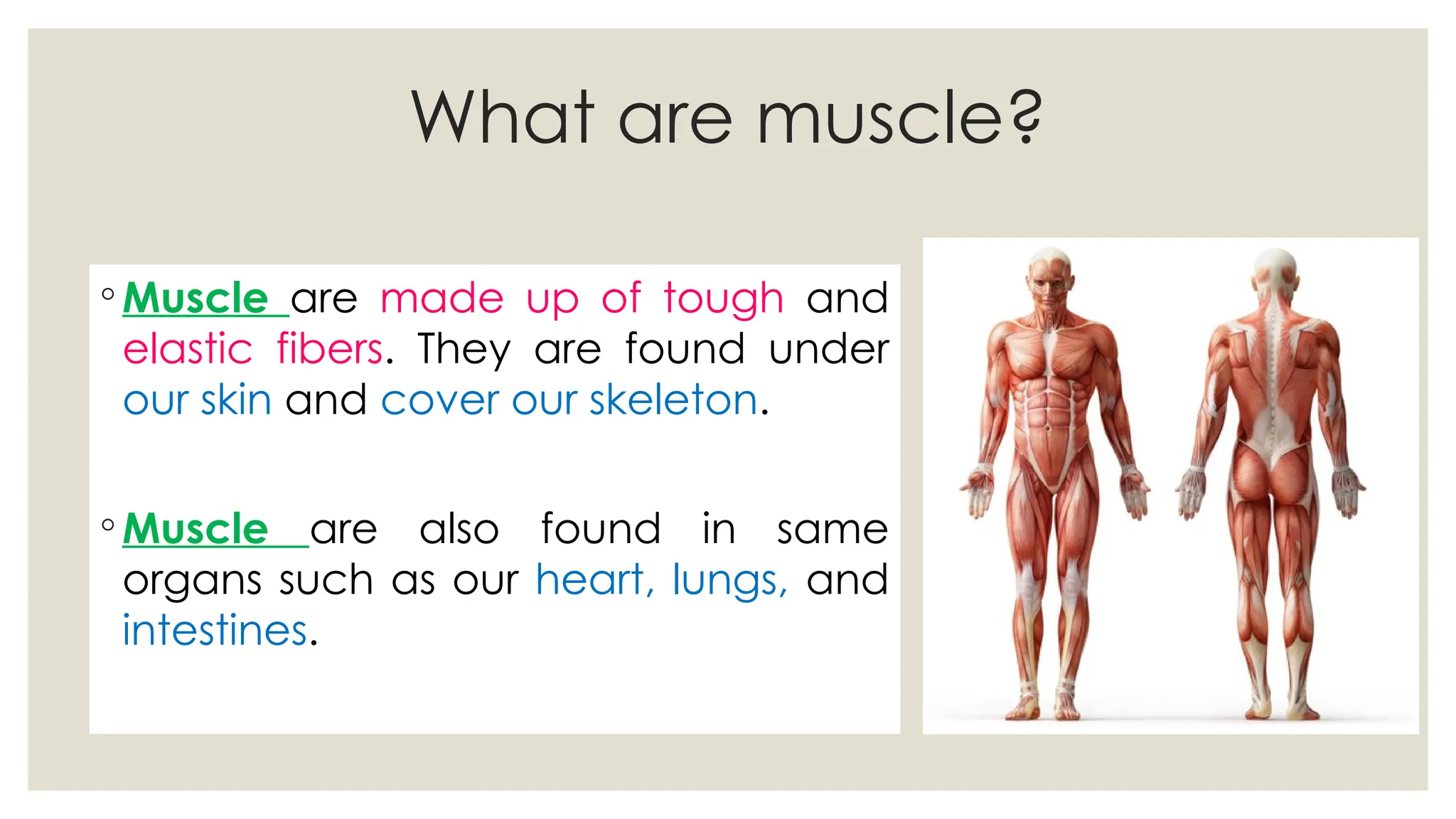 SKELETON & MUSCLES -Grade 7 Science.pptx