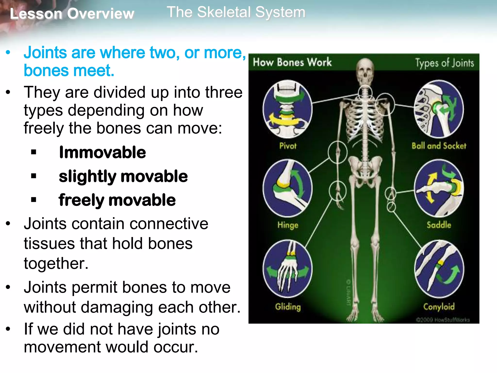 Skeleton, muscles and movement mine | PPTX