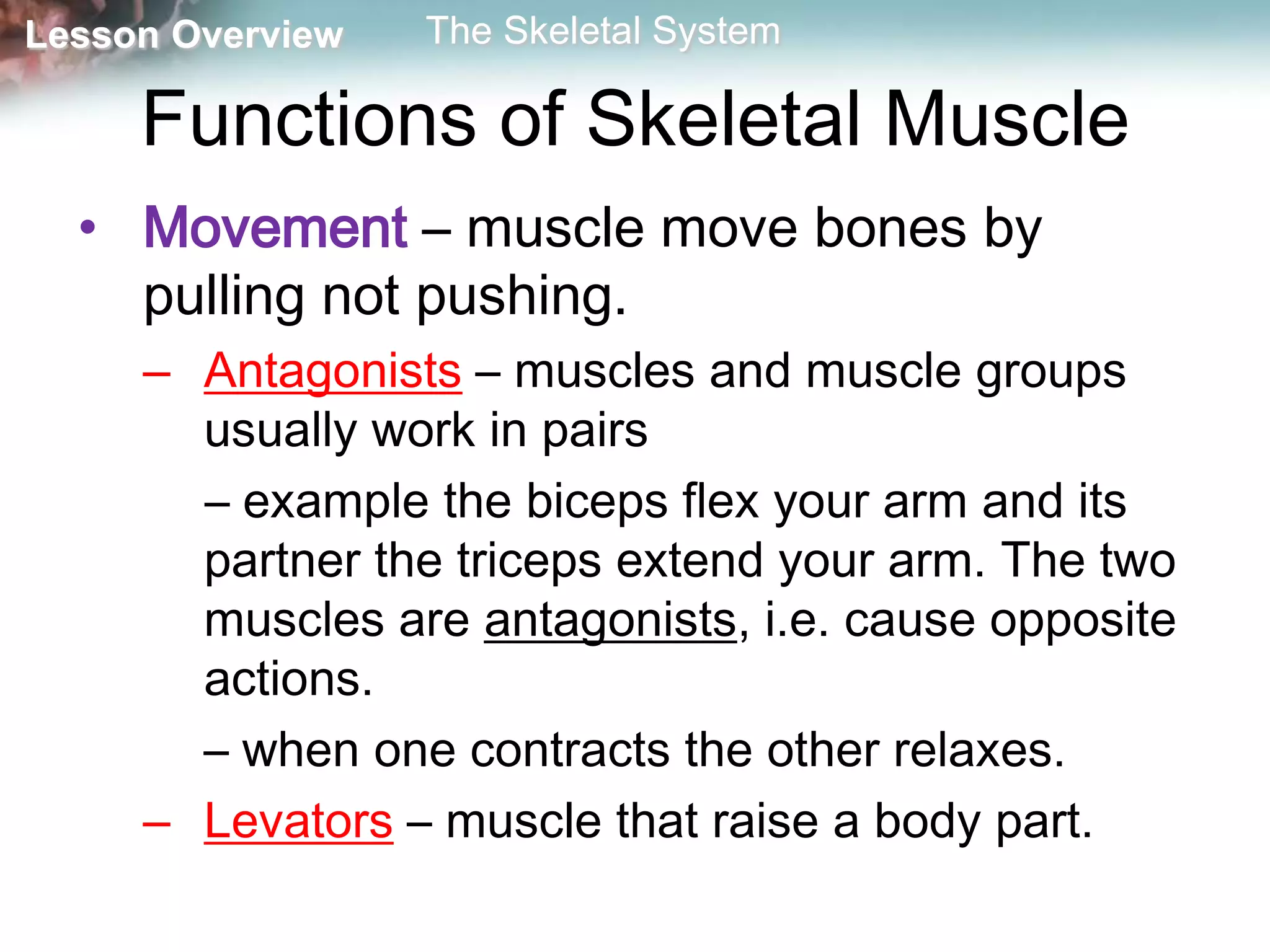 Skeleton, muscles and movement mine | PPTX