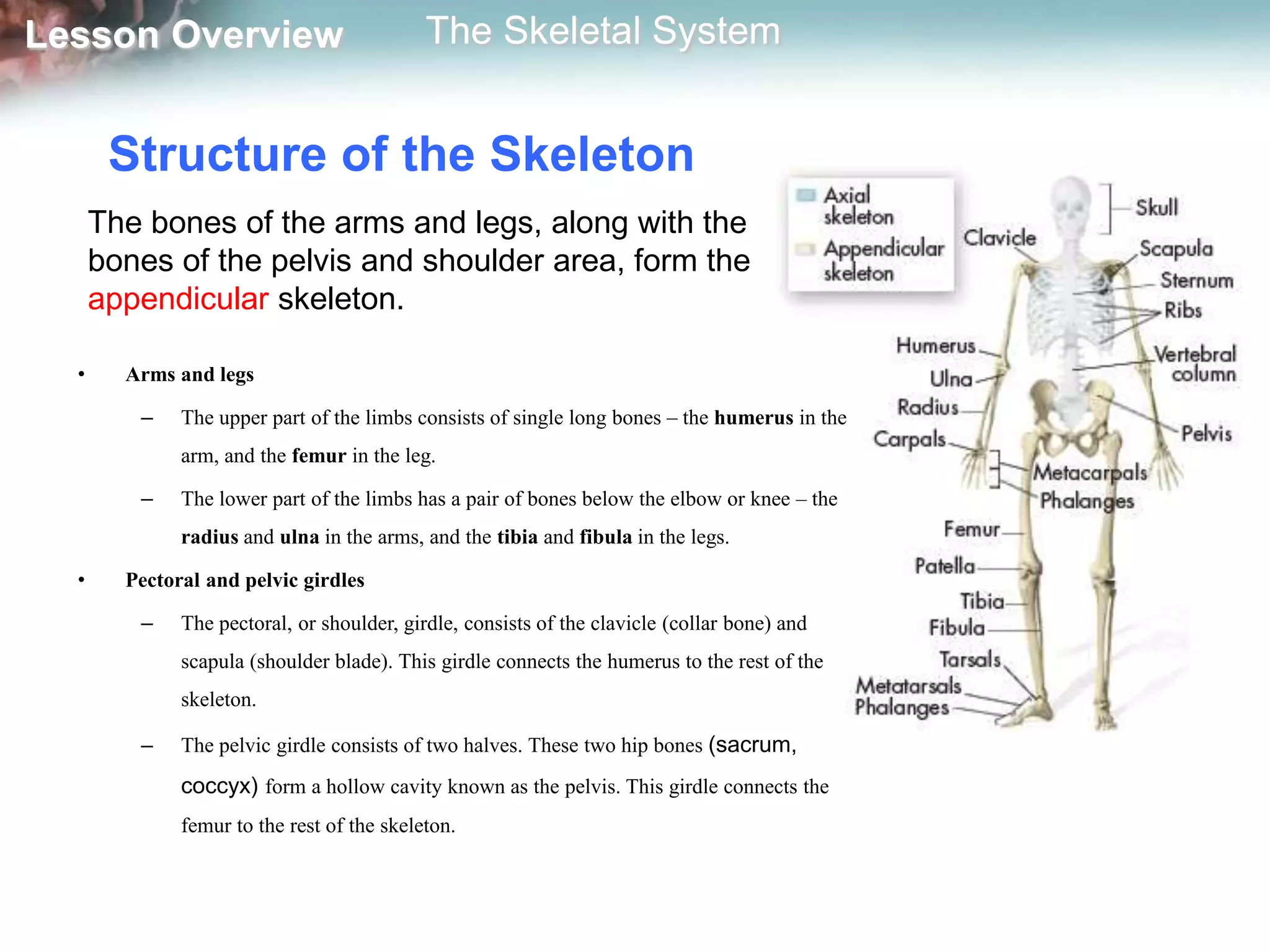 Skeleton, muscles and movement mine | PPTX