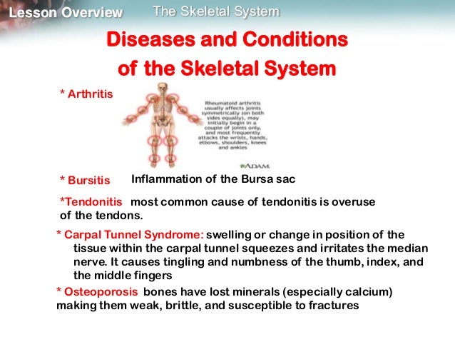 Skeleton, muscles and movement mine