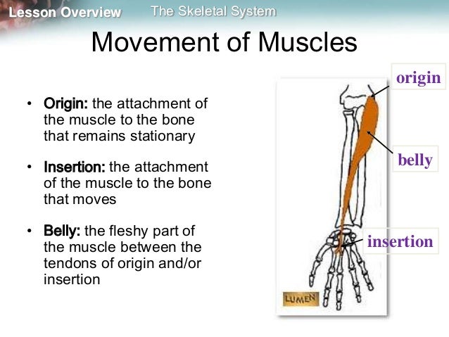 Skeleton, muscles and movement mine