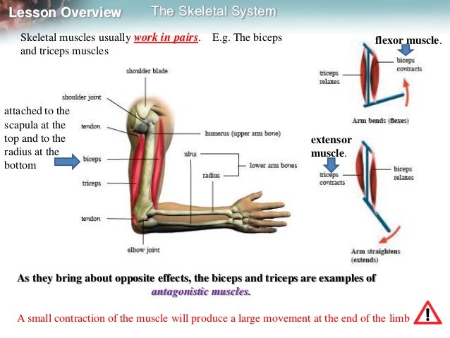 Skeleton, muscles and movement mine