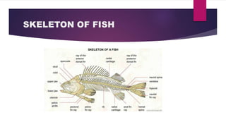 Skeleton of fishes | PPTX