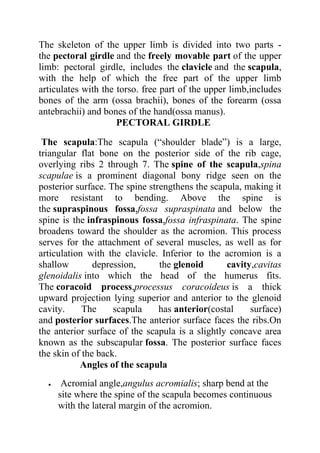 Skeleton of the upper limb | DOCX