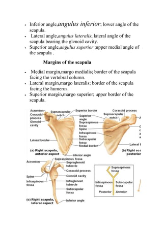 Skeleton of the upper limb | DOCX | Death, Injury, or Military Conflict ...