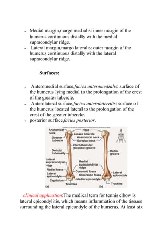 Skeleton of the upper limb | DOCX
