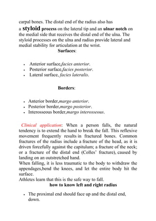 Skeleton of the upper limb | DOCX