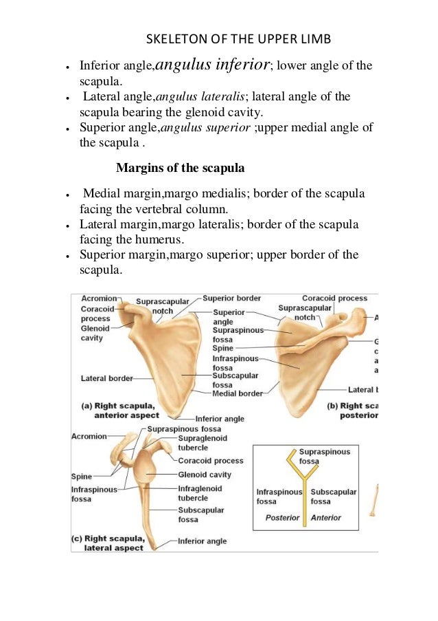 Skeleton of the upper limb