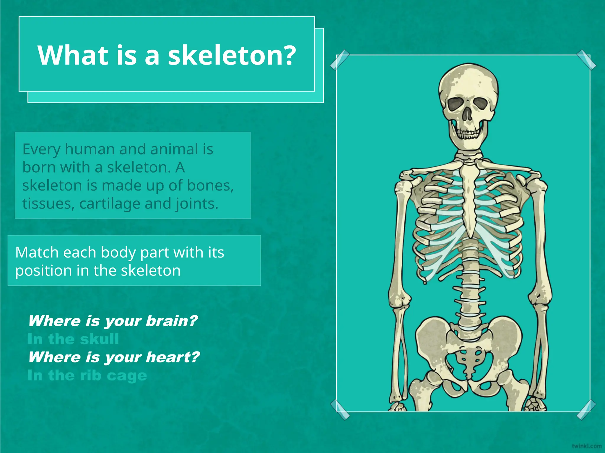 Skeleton PPT.pptx Grade 4 Science Lesson | PPTX