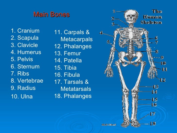 Major Bones In The Human Body Giulia Cochran Major Bones In The Human Body Giulia Cochran