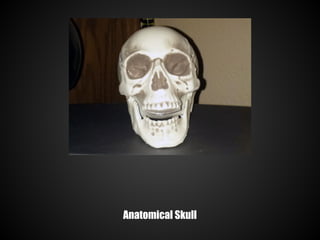 Skeleton & Skull project | PPT