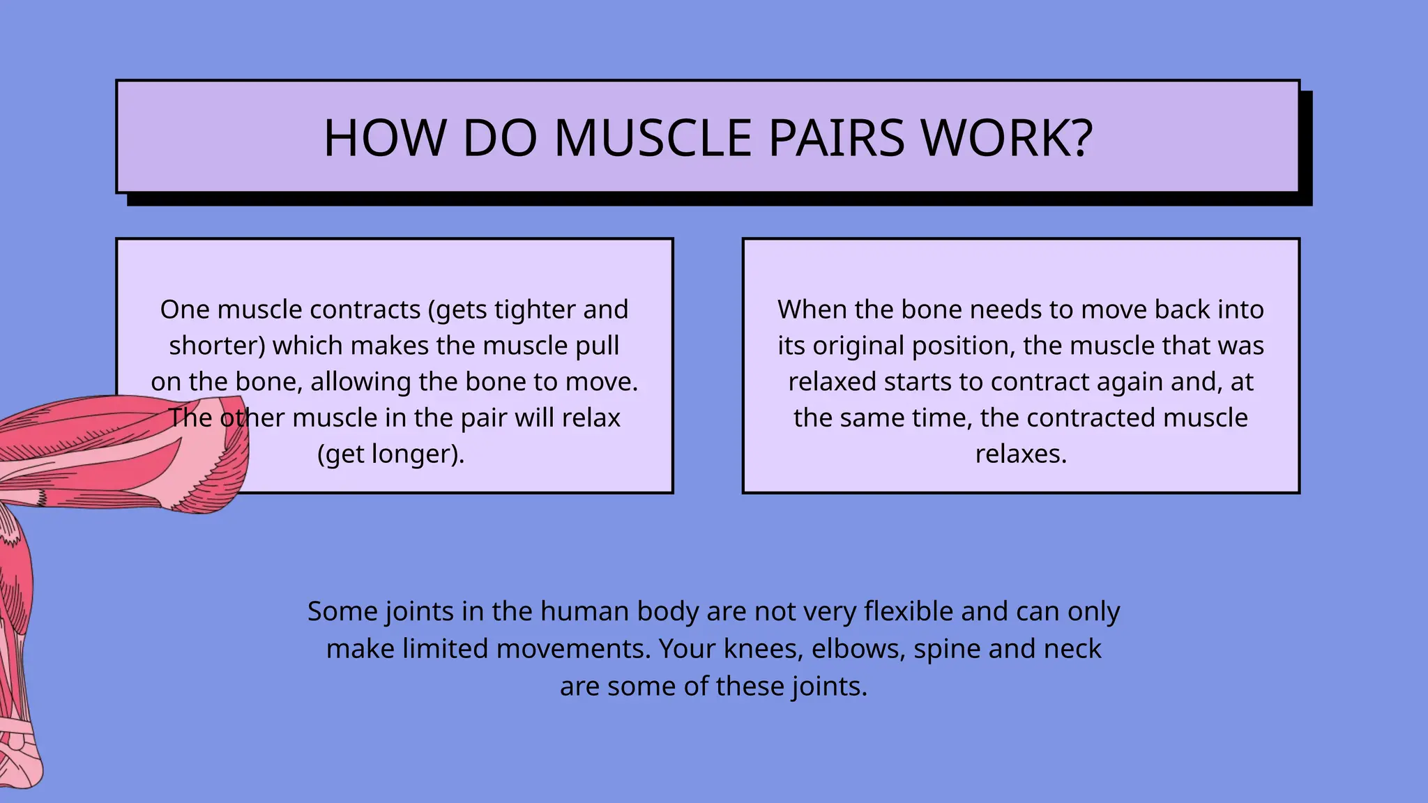 Skeletons and Muscles Educational Presentation in a Blue Purple Lined ...