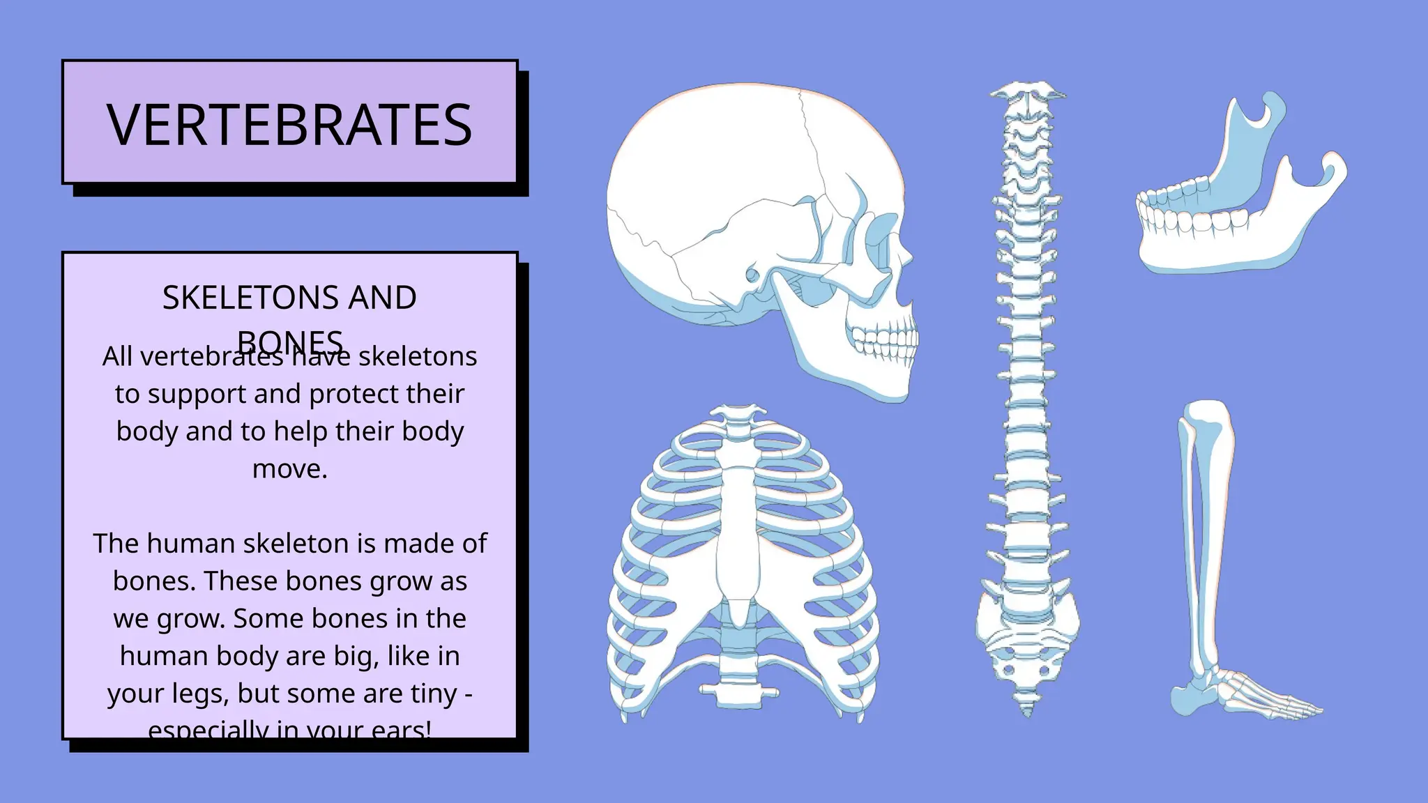 Skeletons and Muscles Educational Presentation in a Blue Purple Lined Style.pptx