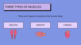 Skeletons and Muscles Educational Presentation in a Blue Purple Lined ...