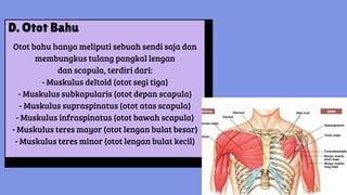 Skeletons and Muscles Educational Presentation in a Blue Purple Lined ...