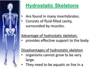 Skeletons grade 10 | PPTX