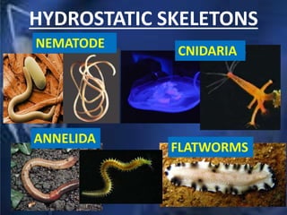 Hydrostatic Skeleton Animals