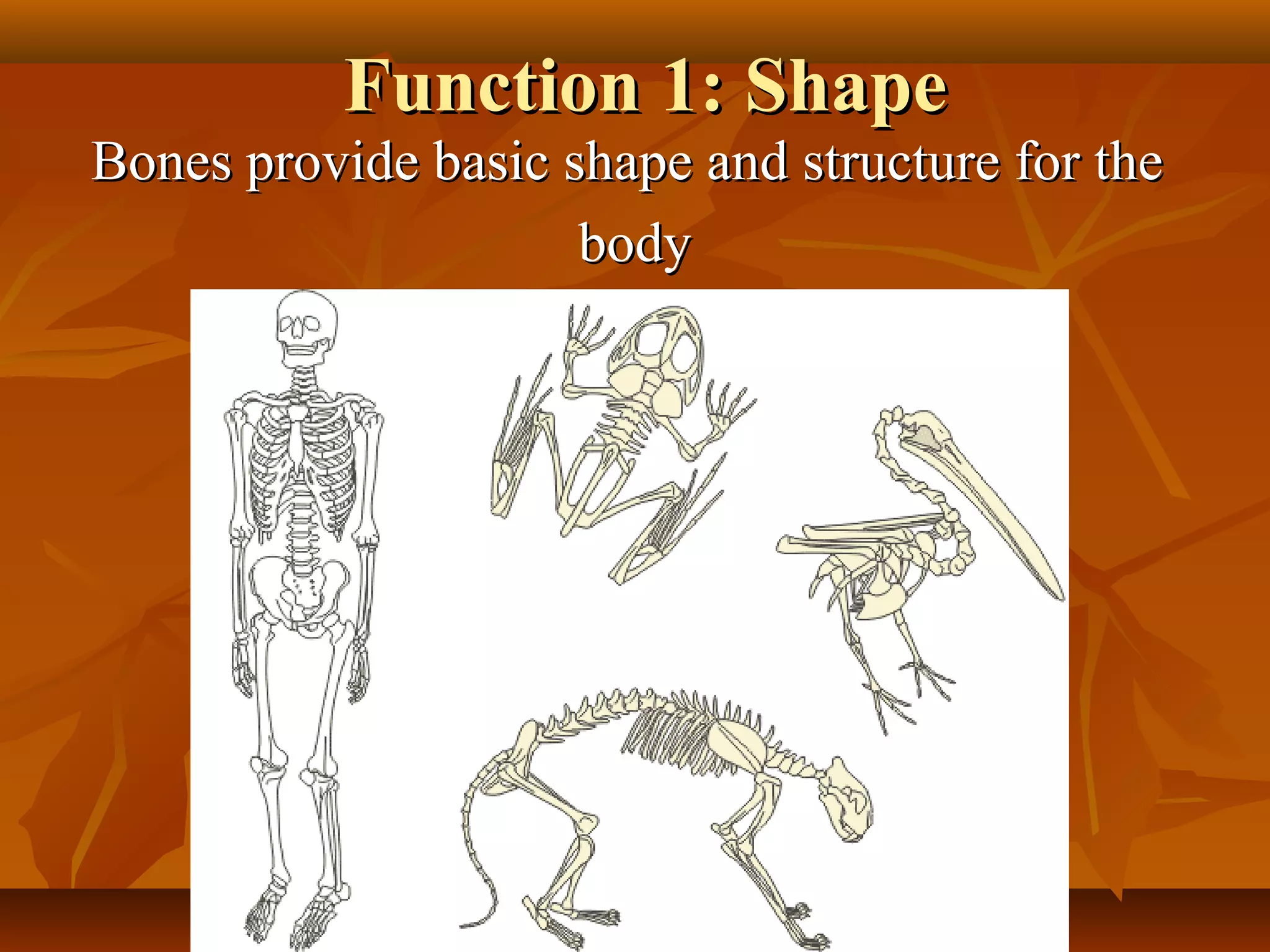 Skeleton system | PPT
