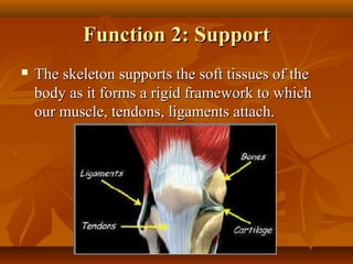Skeleton system | PPT
