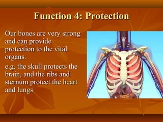 Skeleton system | PPT