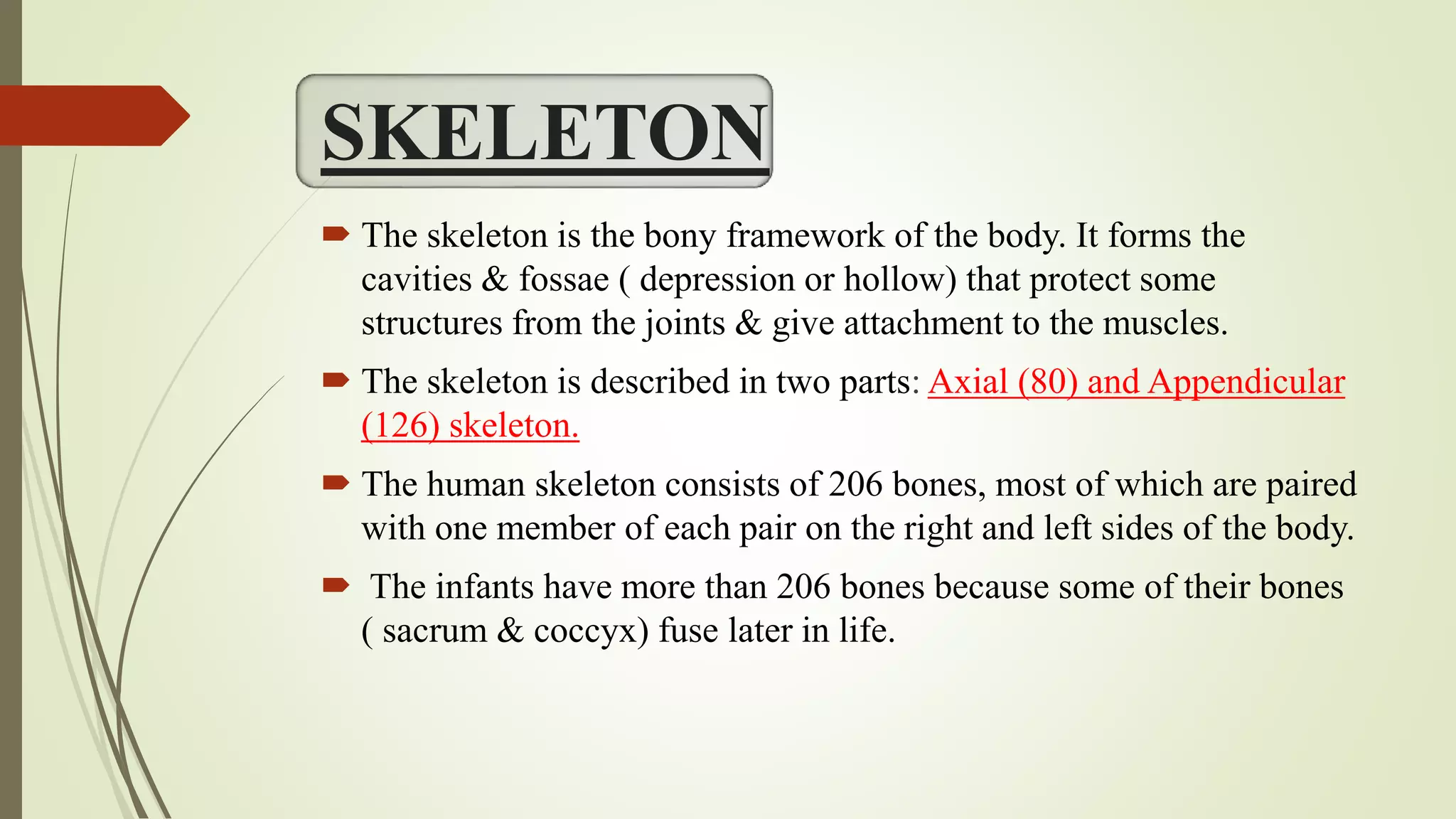 Skeleton system- bones and their number with detailed description. | PPTX