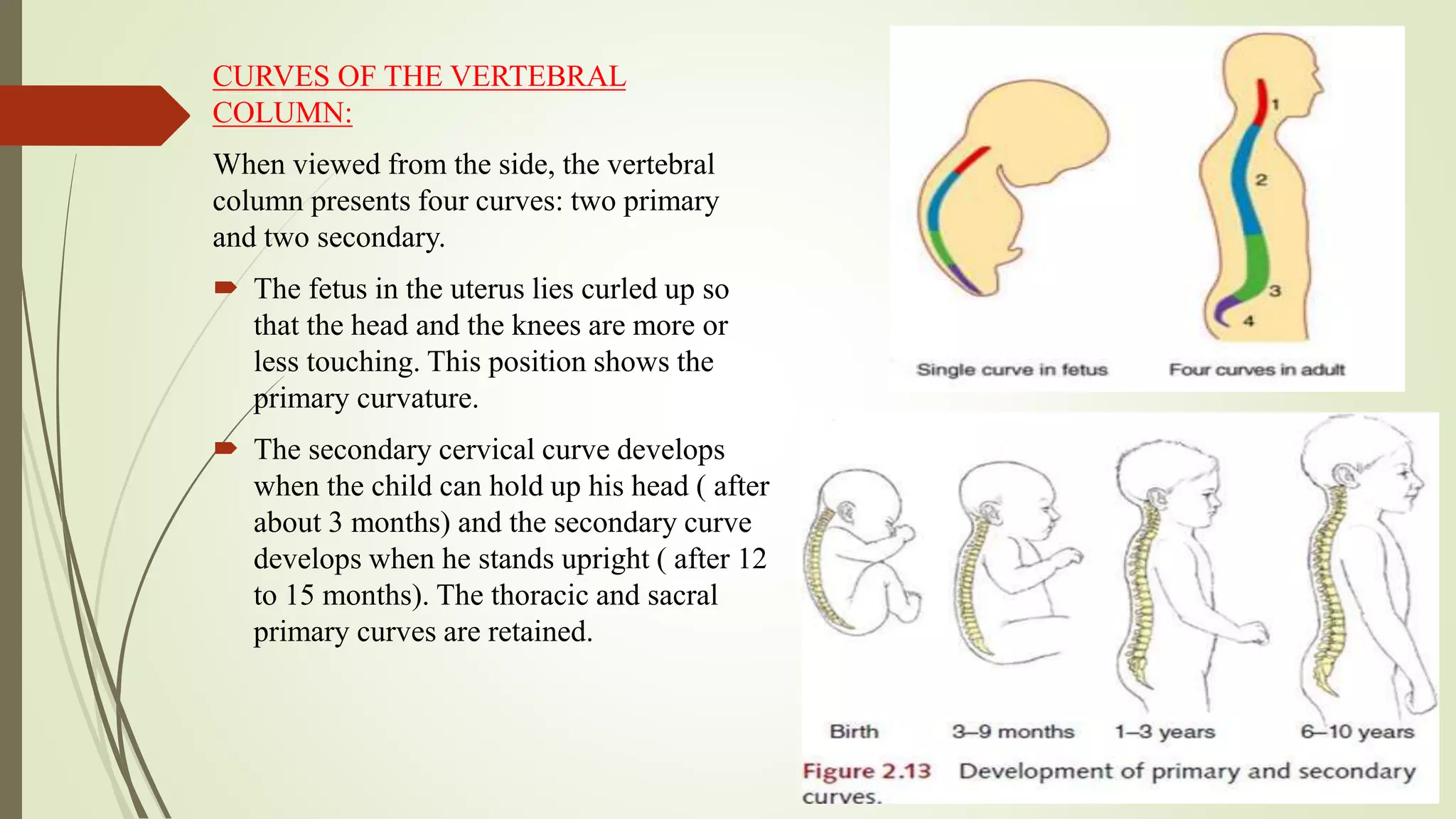 Skeleton system- bones and their number with detailed description. | PPTX