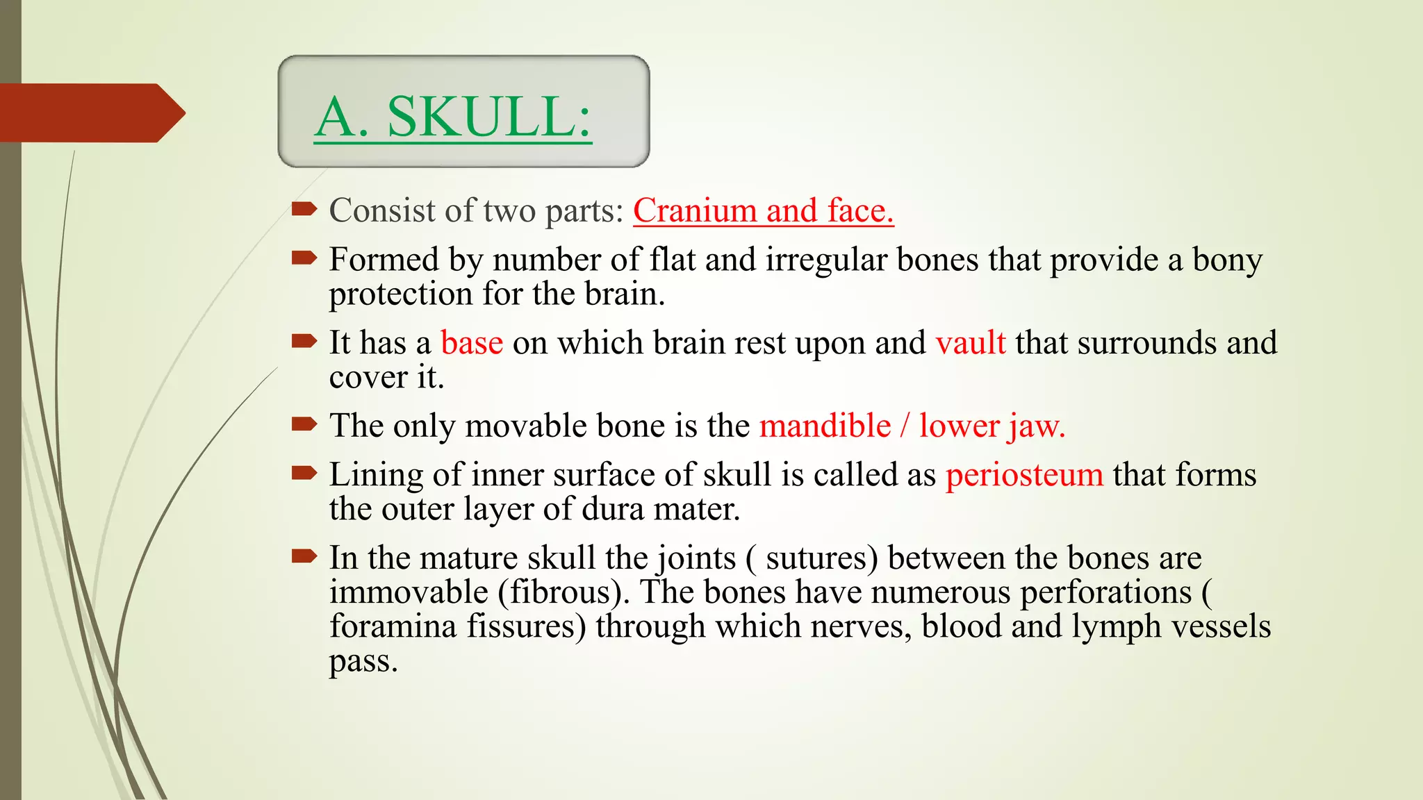 Skeleton system- bones and their number with detailed description. | PPTX
