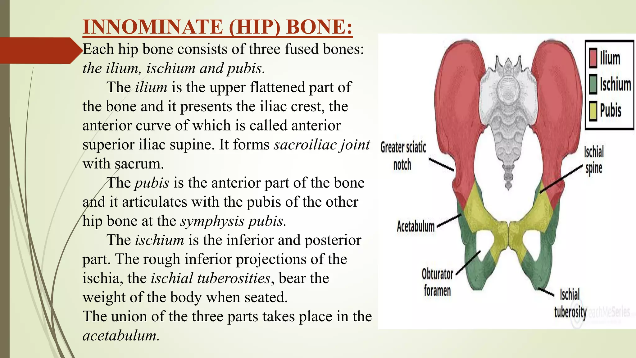 Skeleton system- bones and their number with detailed description. | PPTX