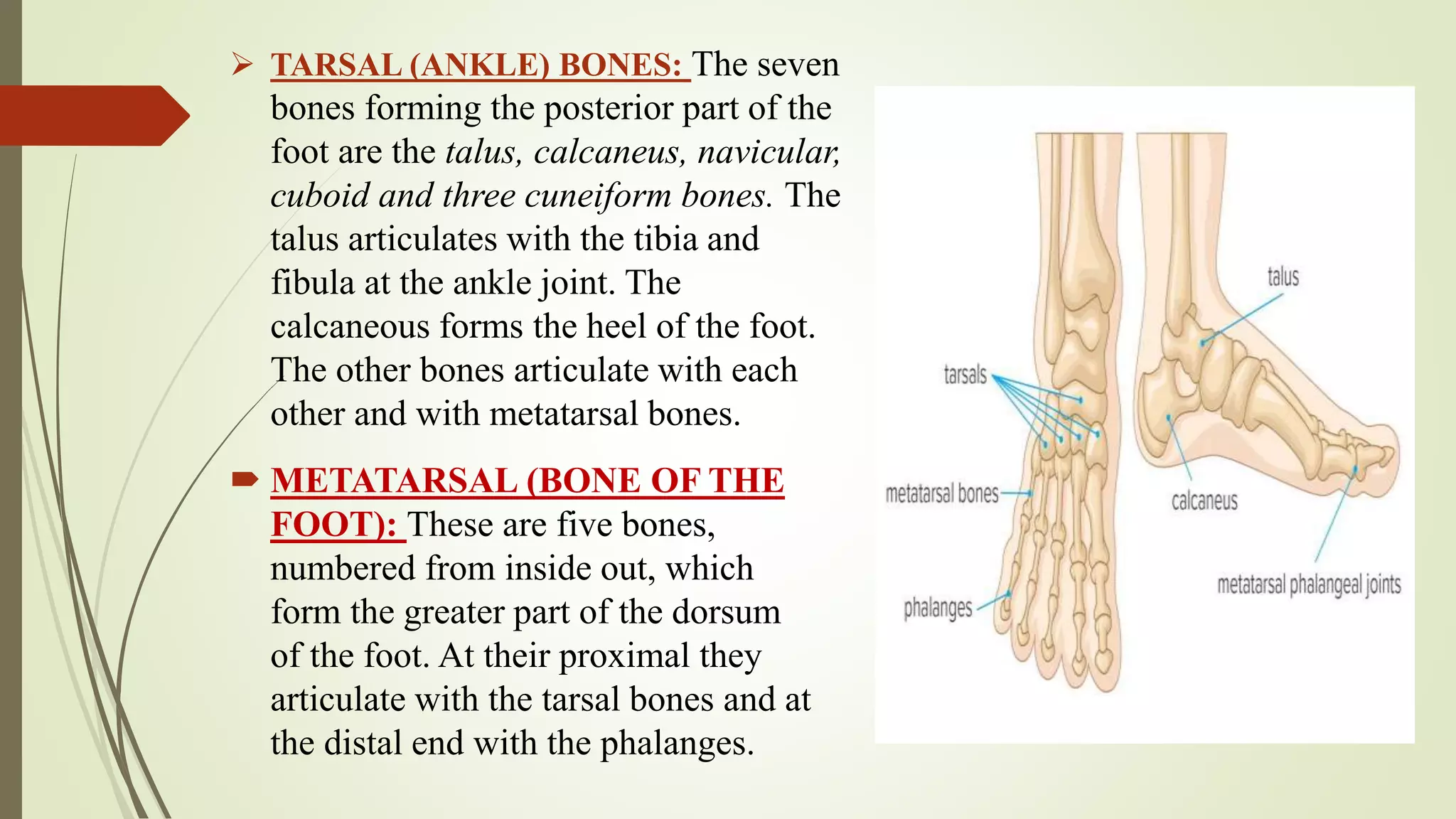 Skeleton system- bones and their number with detailed description. | PPTX