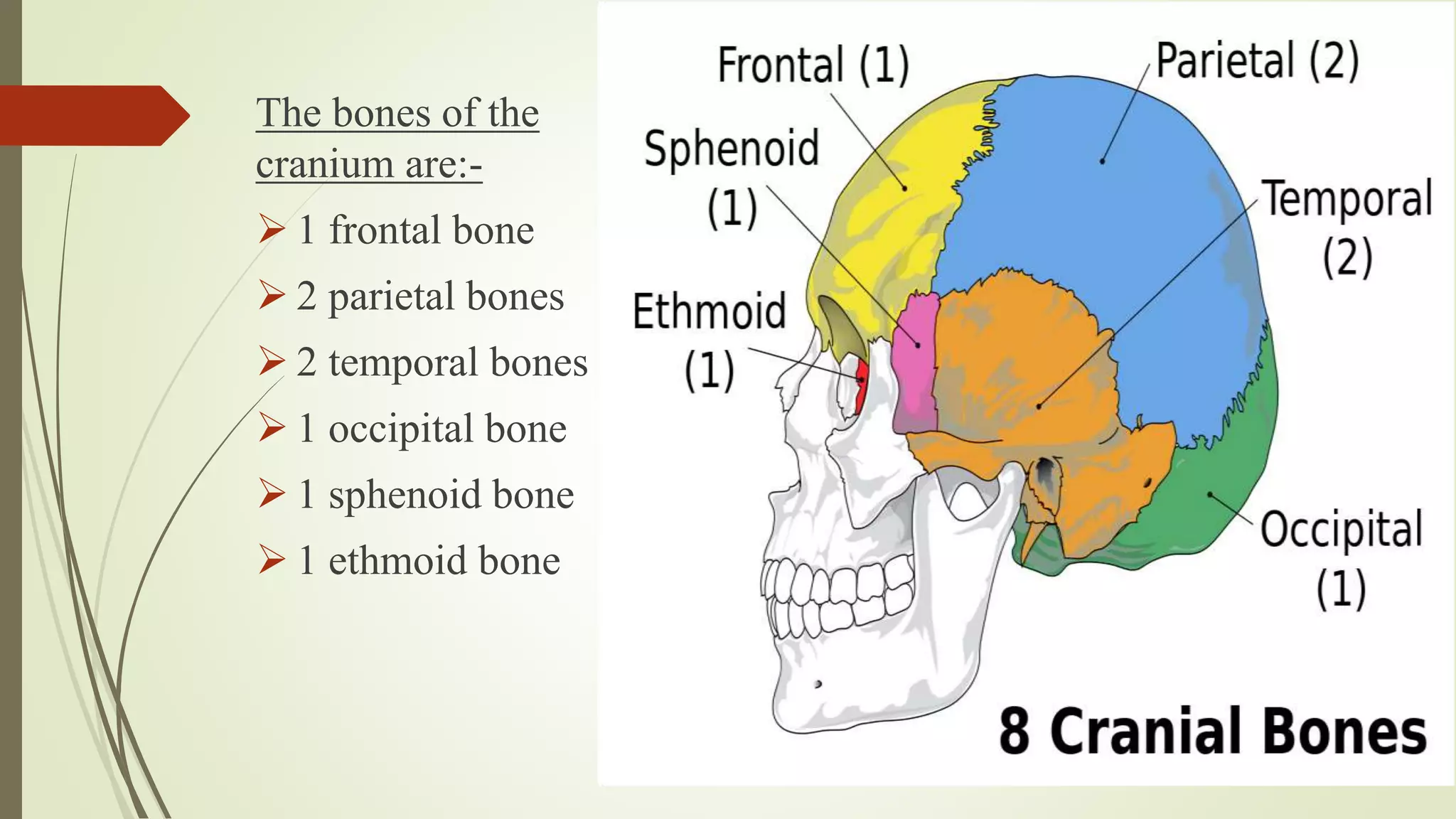 Skeleton system- bones and their number with detailed description. | PPTX