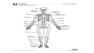 Skeleton system.pptx