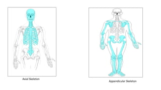 Skeleton system.pptx