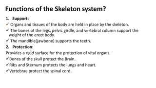 Skeleton system.pptx