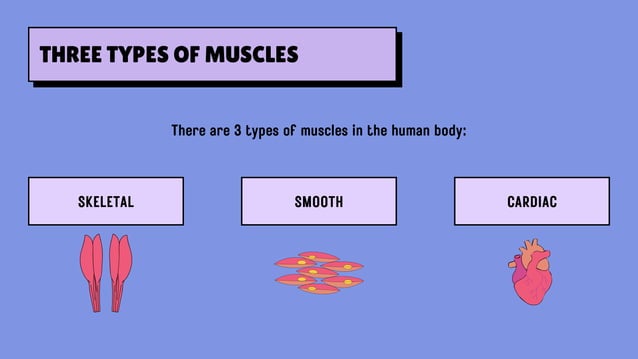 Skeleton system and muscular system of human | PDF