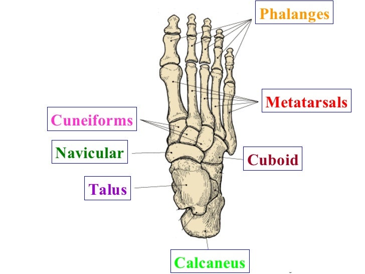 Skeleton system review