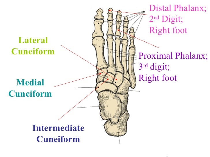 Skeleton system review