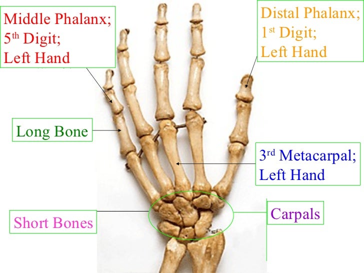 Skeleton system review